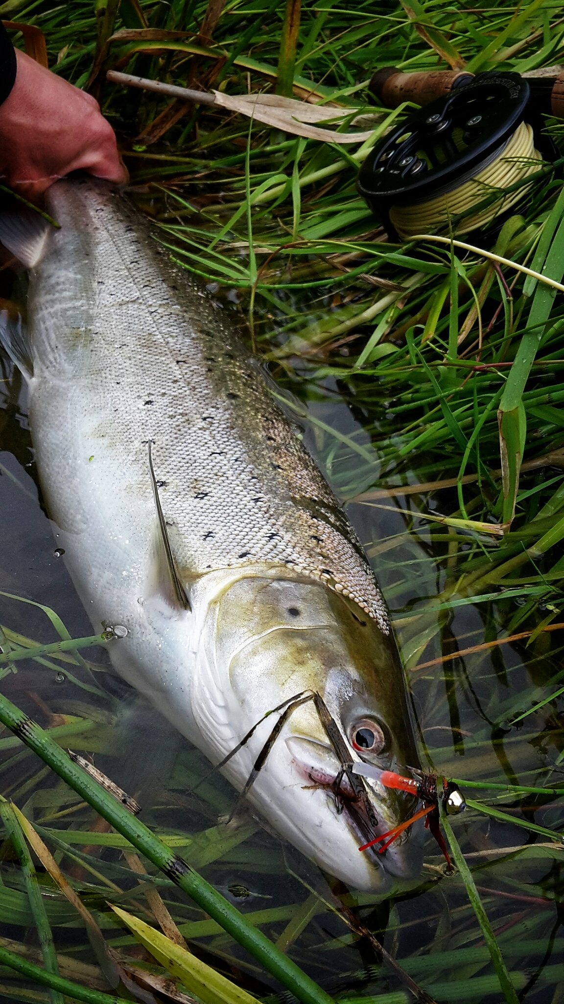 Tips om “Catch and Release” I Karup Å. - Riverfisher