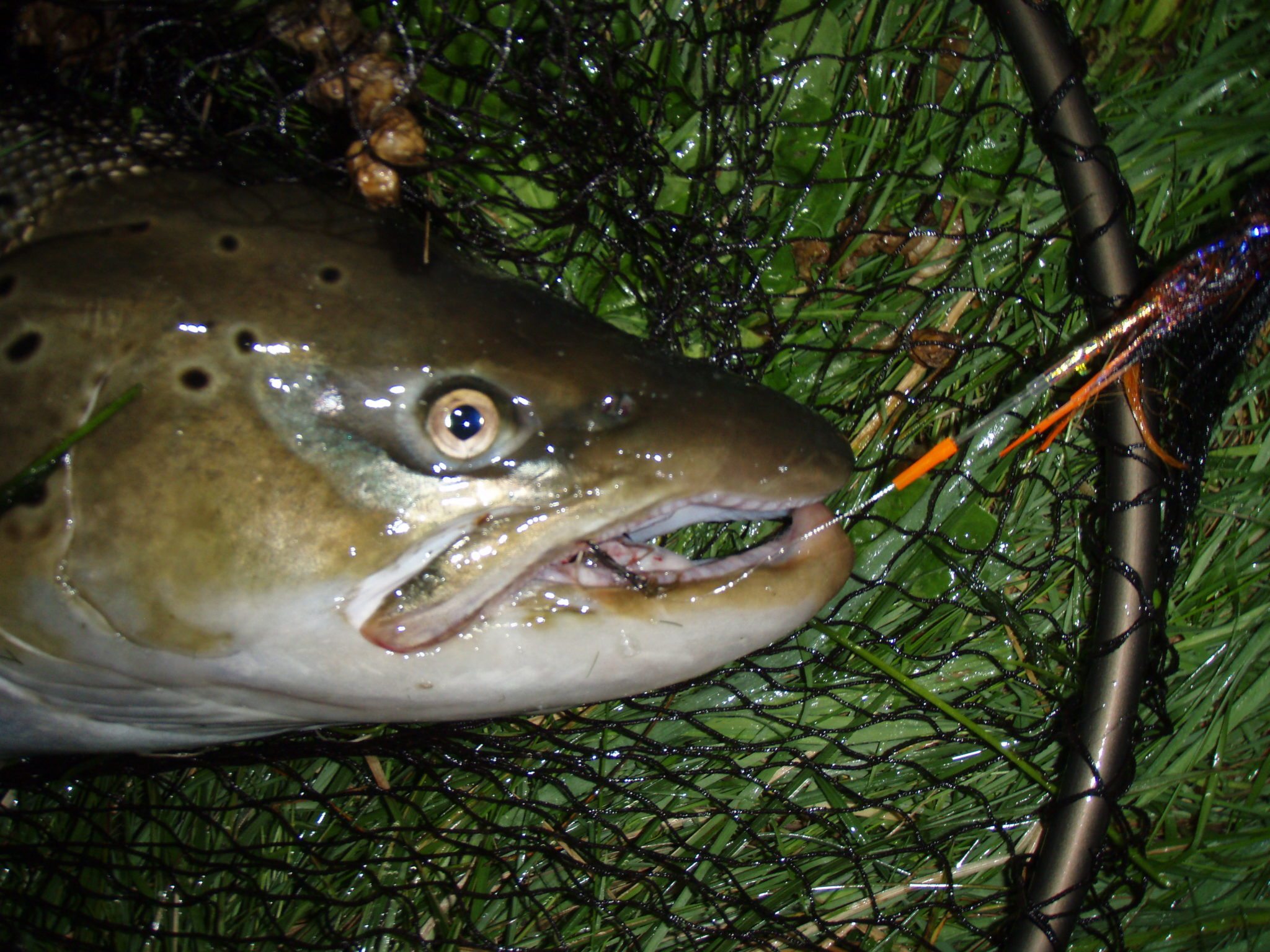 Tipps zum "Catch and Release" in Karup Au. - Riverfisher